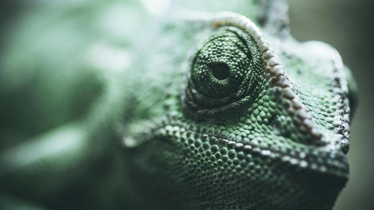 CAMALEÓN ALICANTE | Chamaeleo chamaeleon: El fascinante animal que vive ...