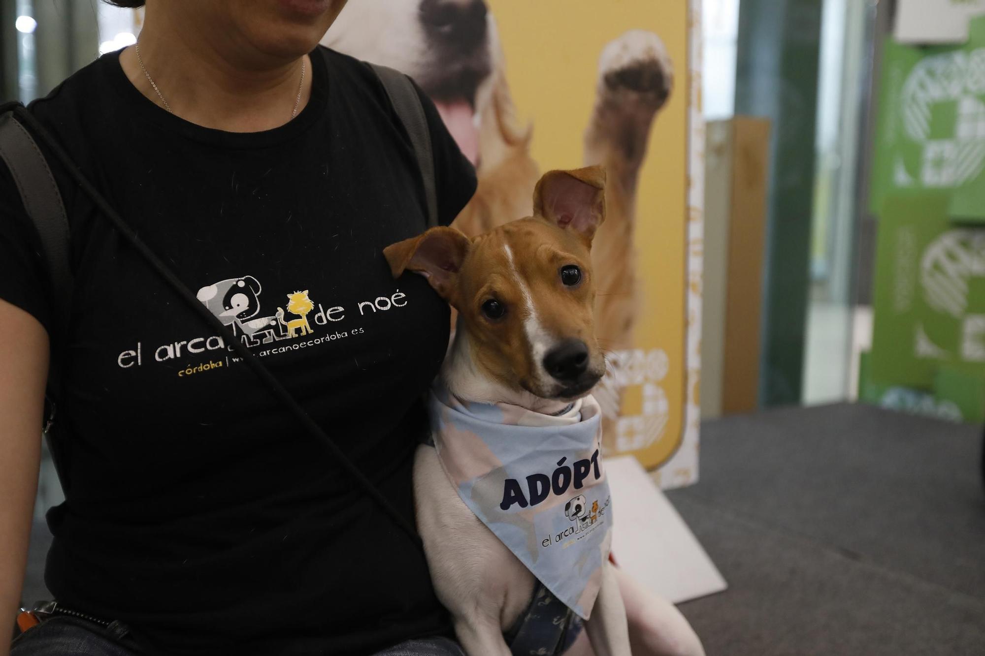 Las imágenes del desfile de perros en adopción en el centro comercial ...