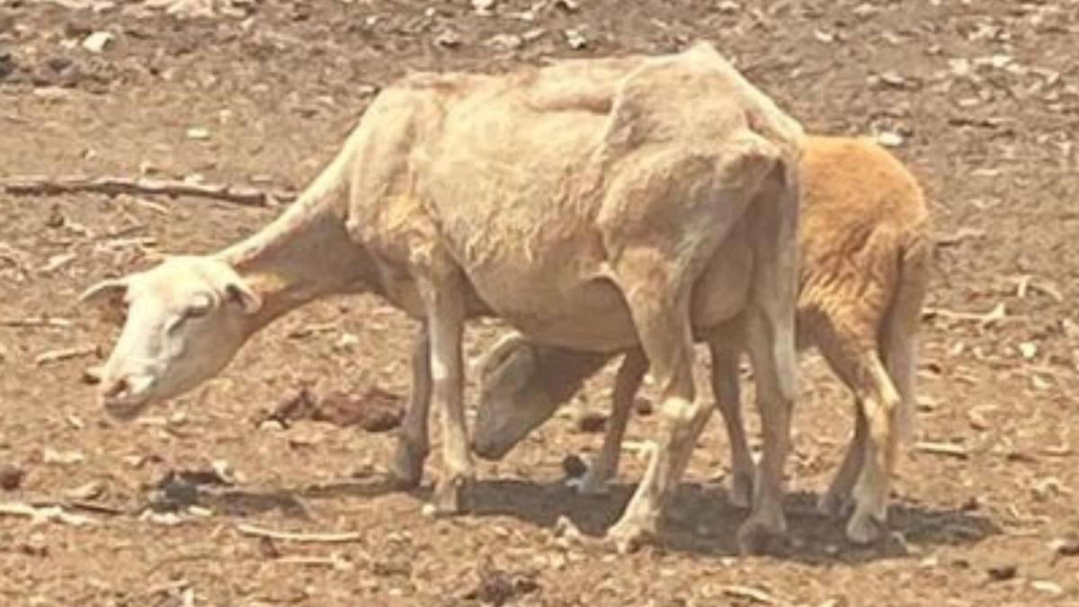 Llama la atención - Diario de Ibiza