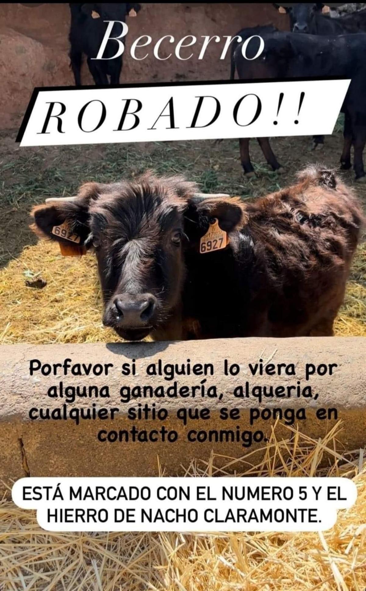 BECERRO ROBADO Y ABANDONADO | Un becerro vaga durante 11 días por los ...