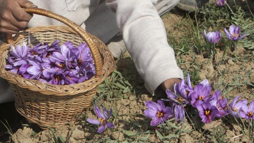 Los análisis confirman el fraude del azafrán