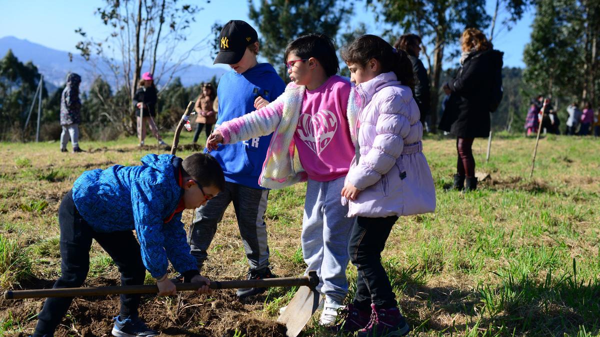 DÍA DEL ÁRBOL EN MOAÑA. Plantación con escolares en Domaio