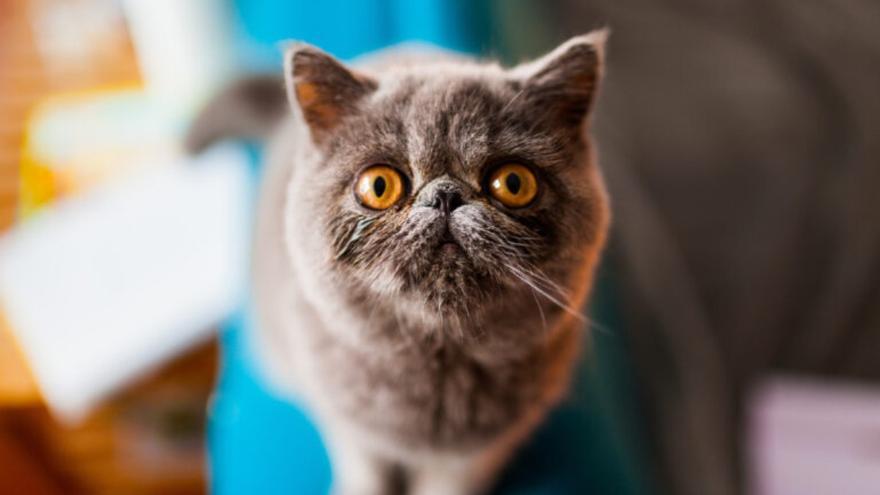5 razas de gatos chatos o con hocico corto: Descubre a estos bonitos y ...