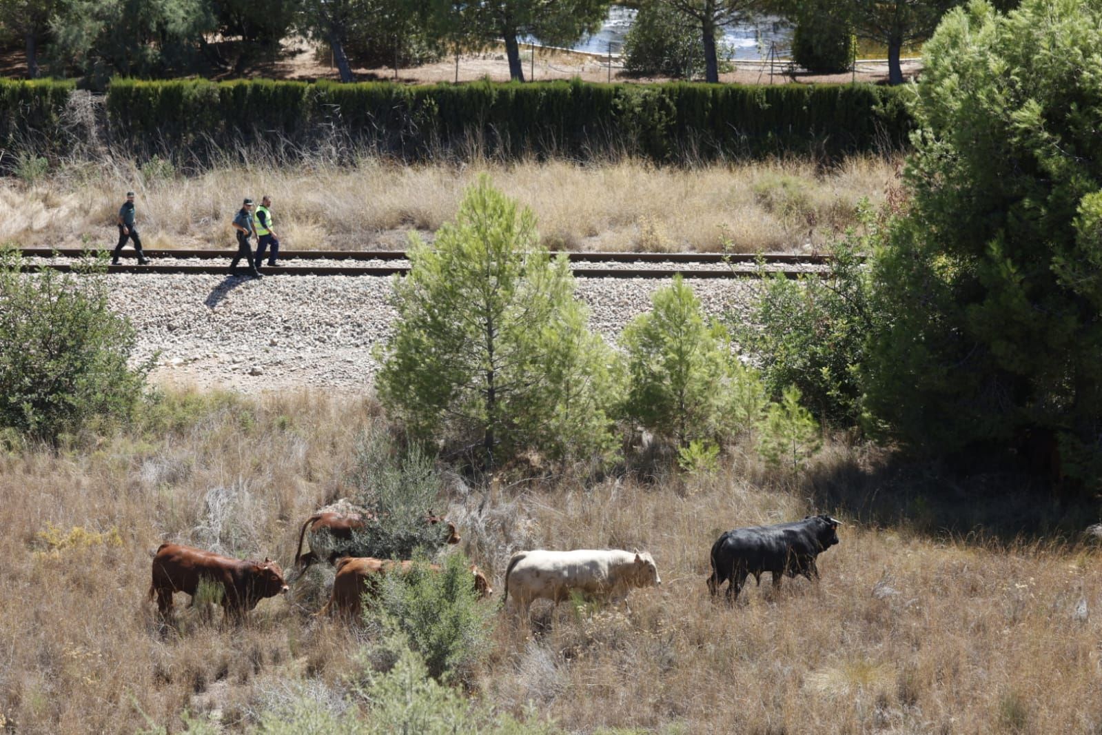 Un trailer con 40 toros vuelca en la A-3 a su paso por Buñol - El ...