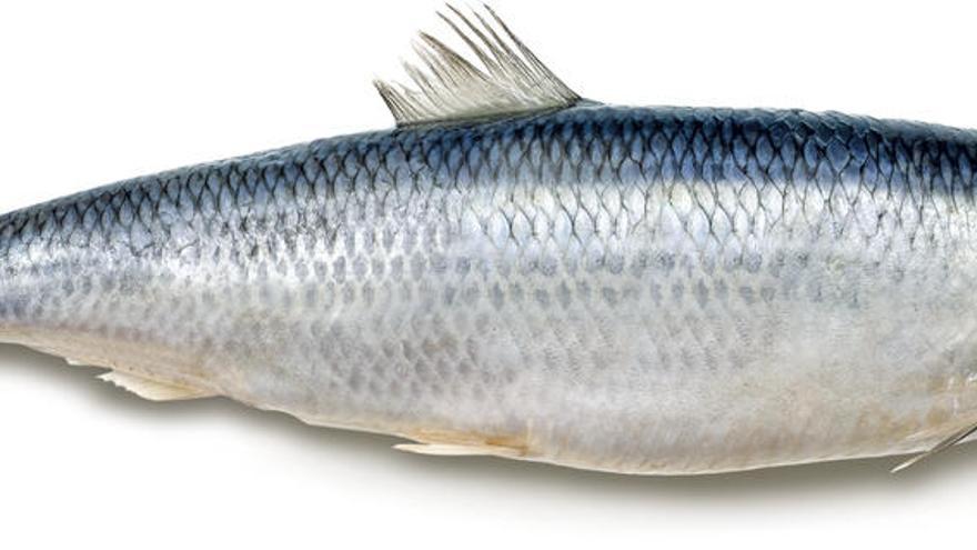 Arenque, el rey del norte - Faro de Vigo