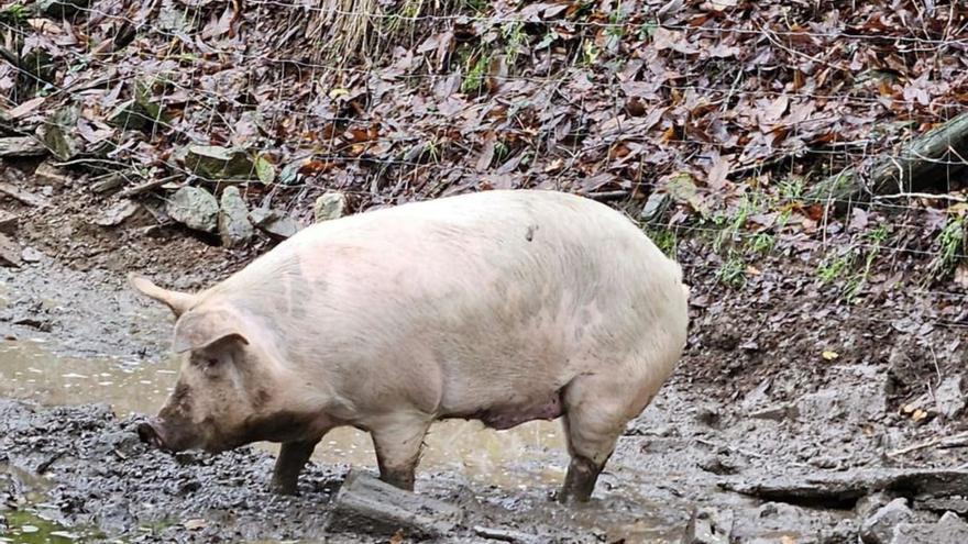 O exemplar de porco “lalaíno” da Matanza Tradicional de Anzo pesa 300 ...