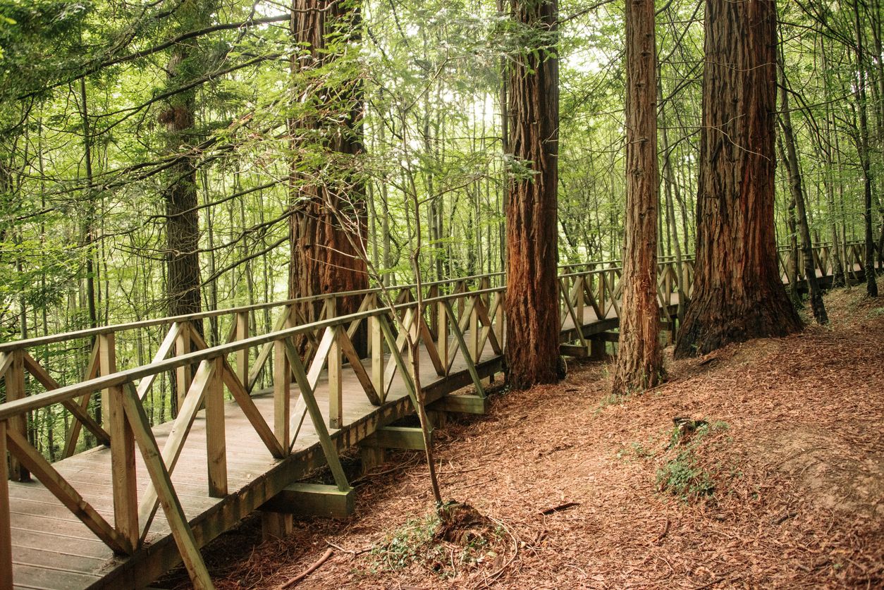 RUTA BOSQUE SECUOYAS | La ruta de senderismo española que te lleva por ...