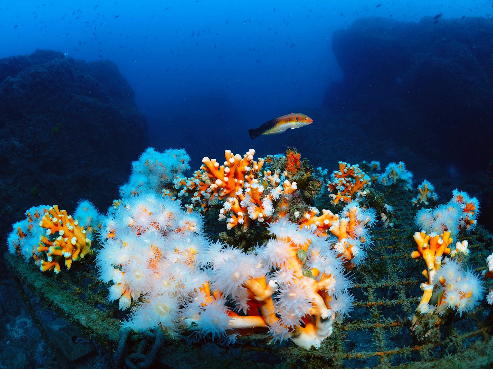 Estas son las fotos ganadoras del Certamen para la Conservación del Mar ...
