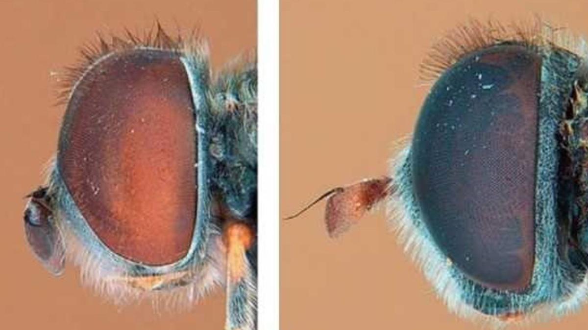 FAUNA CANARIAS | Descubren una nueva especie de mosca endémica en La ...