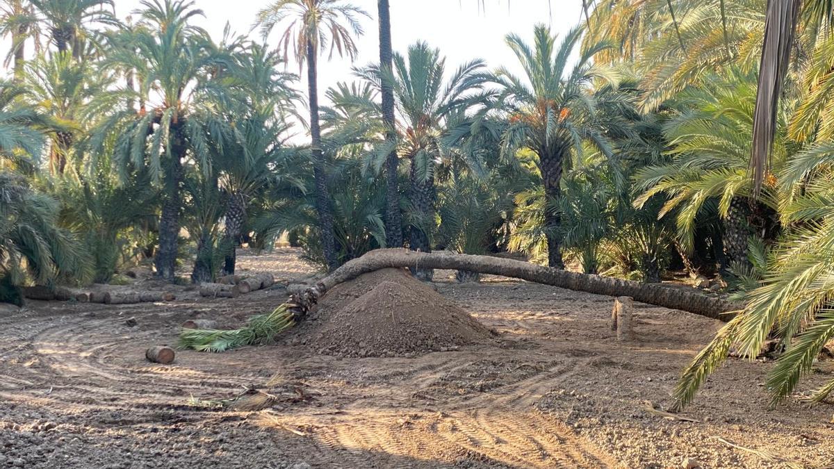 PALMERA RESCATE: Operarios de Parques y Jardines replantan la Pipa de ...