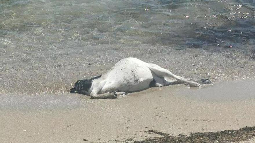 Aparece una cabra muerta en la orilla de la playa de Arenales (Alicante)