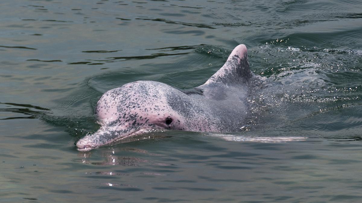 Delfín rosa, ¿mito o realidad?