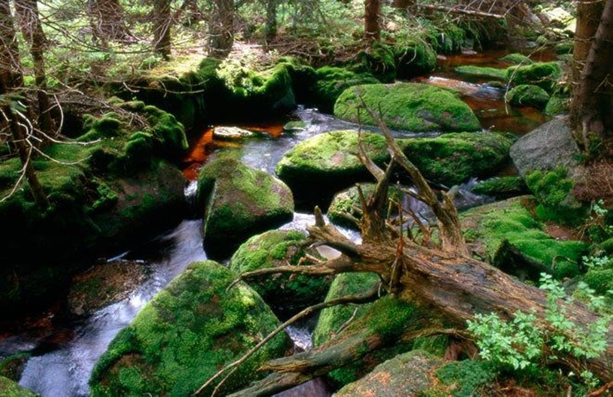 Los 15 parques nacionales de Alemania - Viajar