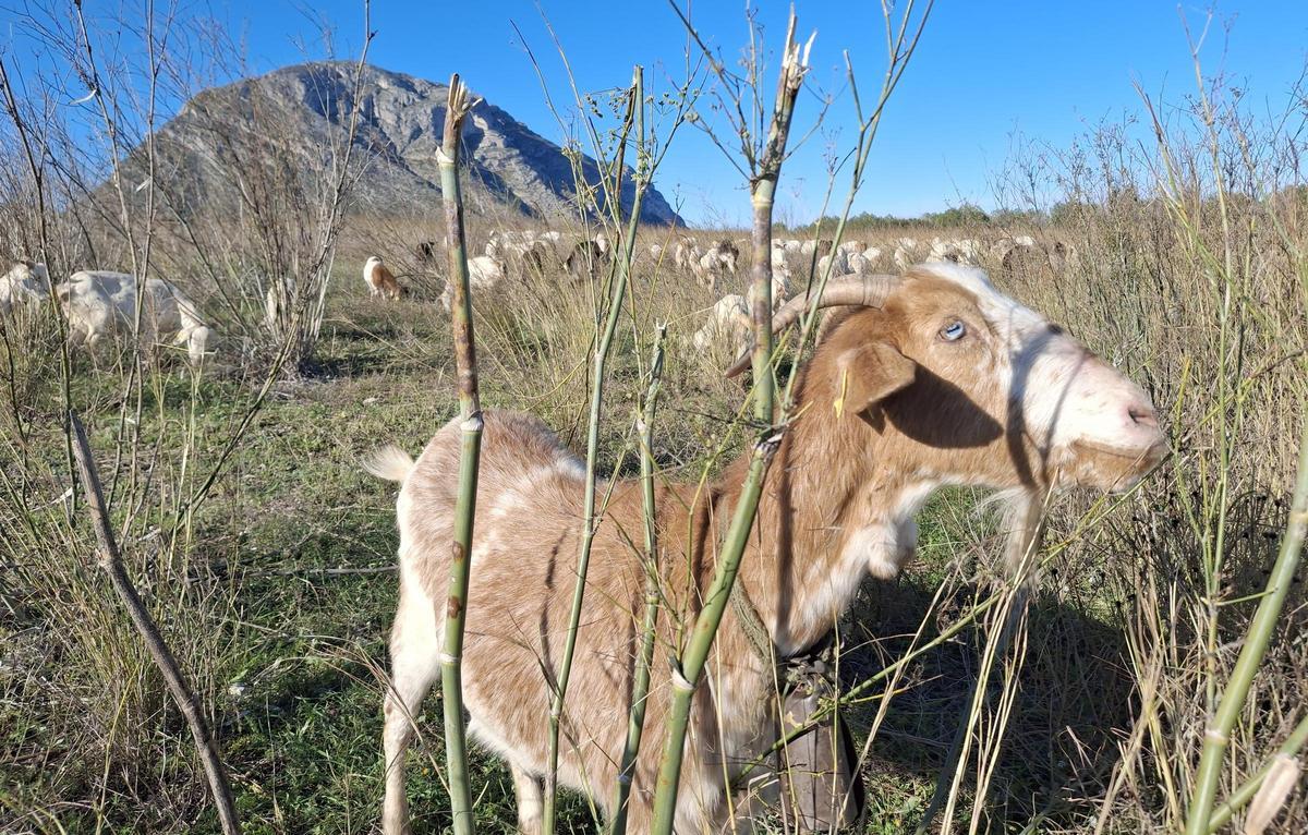 PREVENCIÓN DE INCENDIOS Y RECUPERACIÓN DE LA GANADERÍA | De las balas ...