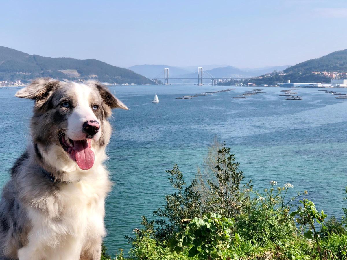 MEJORES ZONAS DE VIGO PARA PASEAR CON TU PERRO: Estas son las mejores ...