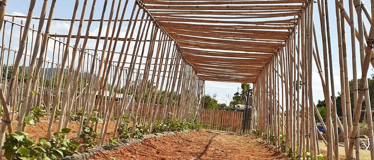 Una UCI para salvar el garrofó desde la Ribera - Levante-EMV