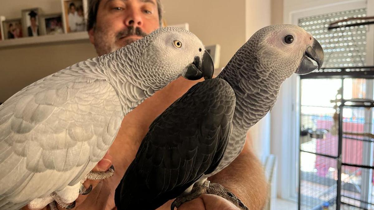 Una familia busca contrarreloj por Mataró una cría de loro: "Puede ...