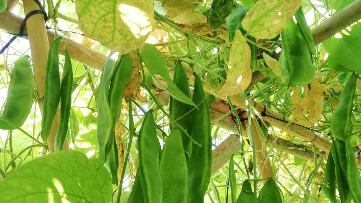 La iniciativa de la Vall d'Albaida para recuperar tierras sin uso que ...
