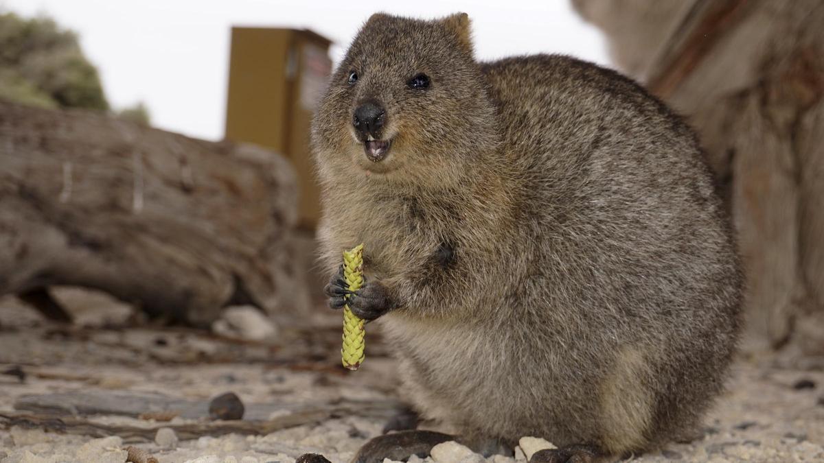 El quokka: el animal más feliz del mundo y cómo su sonrisa ha conquistado corazones - Información