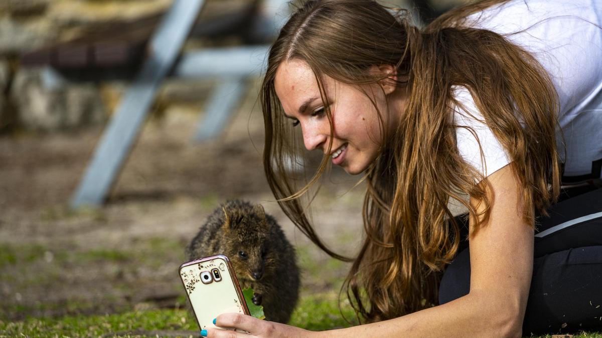 El quokka: el animal más feliz del mundo y cómo su sonrisa ha ...