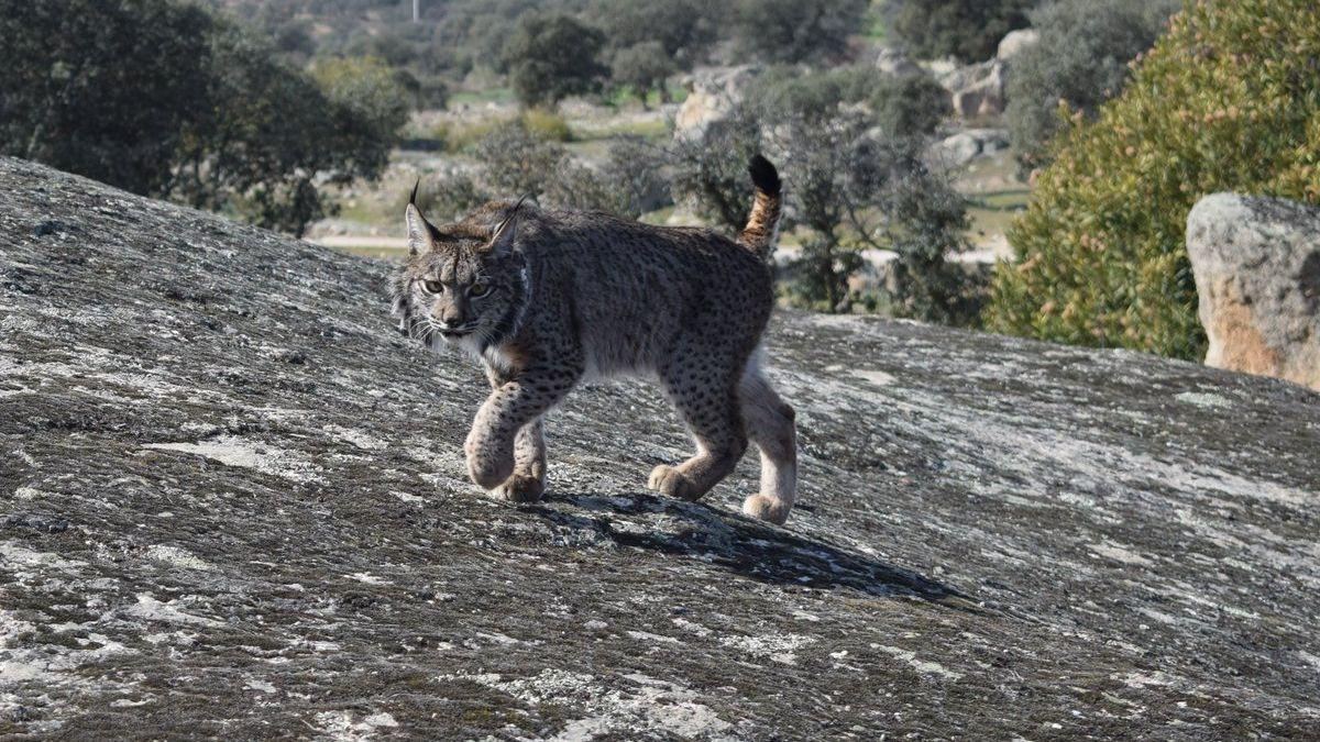 Se enfrenta a cárcel por matar con su escopeta a un lince ibérico