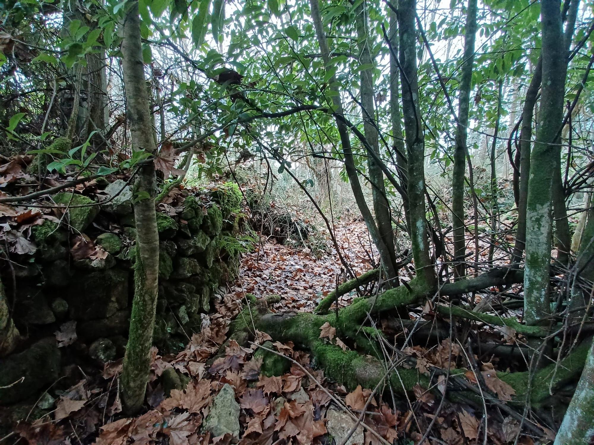 La ruta del bosque viejo de Báscones, un baño de historia y naturaleza ...