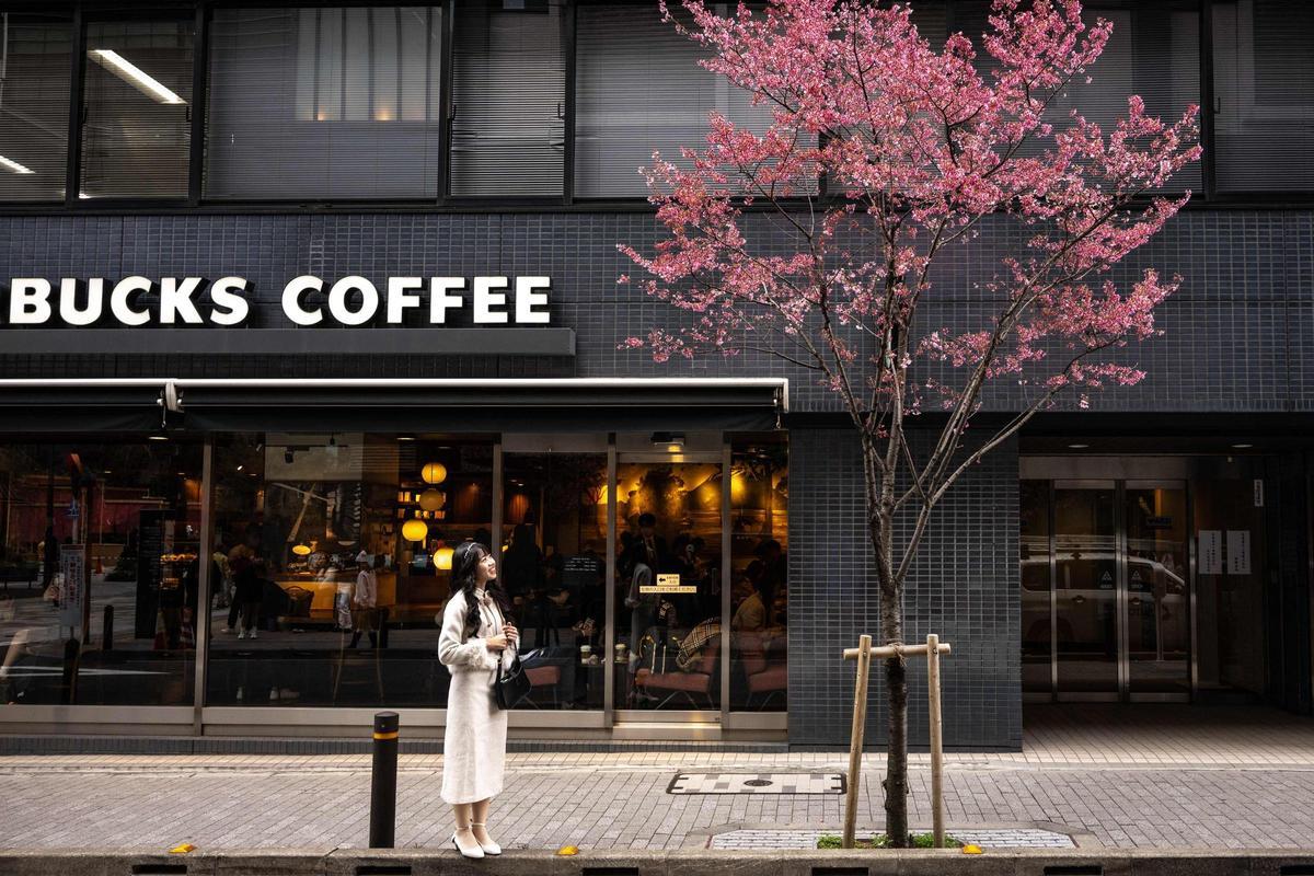 Se avanza la floración de los cerezos en Tokio | FOTOS