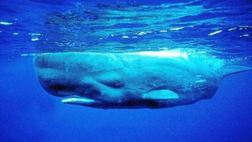 Forscher sichten fünf Pottwale in balearischen Gewässern