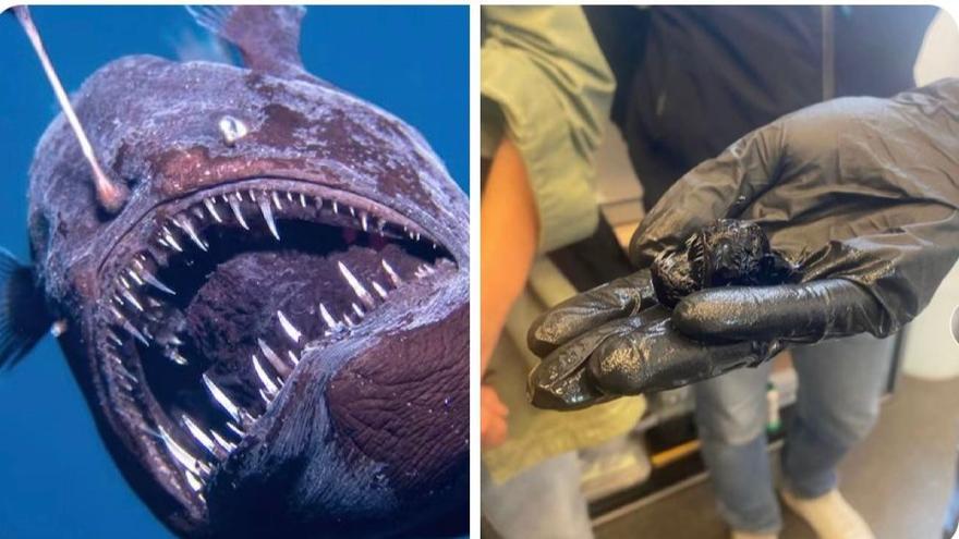 La veritable història després del peix diable de Tenerife: «Estem ...