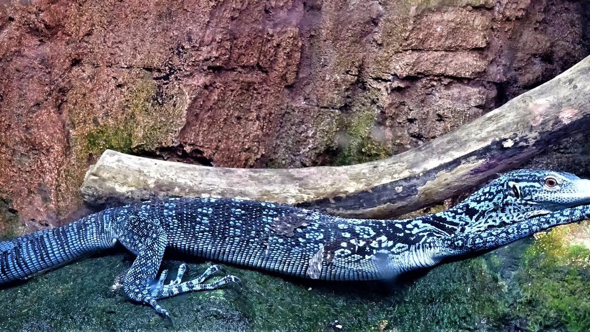 ANIMALES EXOTICOS EN TENERIFE | Un fascinante varano azul de Indonesia ...