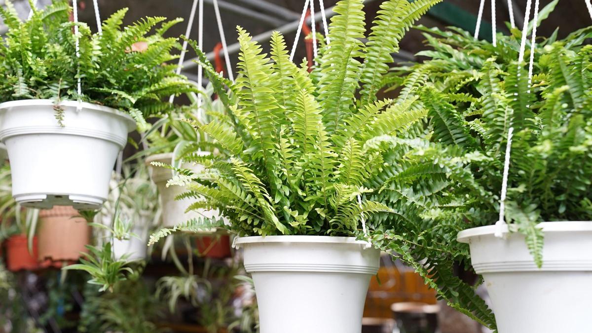 Plantas de exterior resistentes todo el año en macetas: ¡Disfruta de un ...