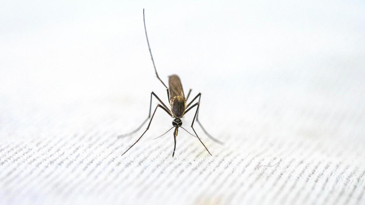 Mosquitos | ¿Por qué hay tantos en Valencia si es otoño?