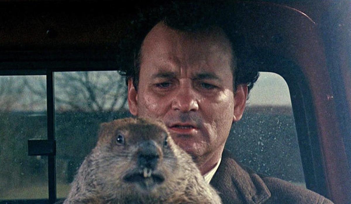 MARMOTAS | Hoy es el Día de la Marmota: ¿Sabes qué se celebra y cuál es ...