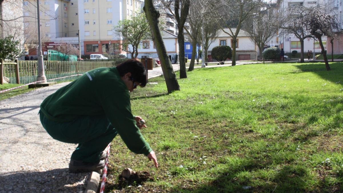 Boal tendrá un plan de empleo forestal y Navia, de cuidado de ...