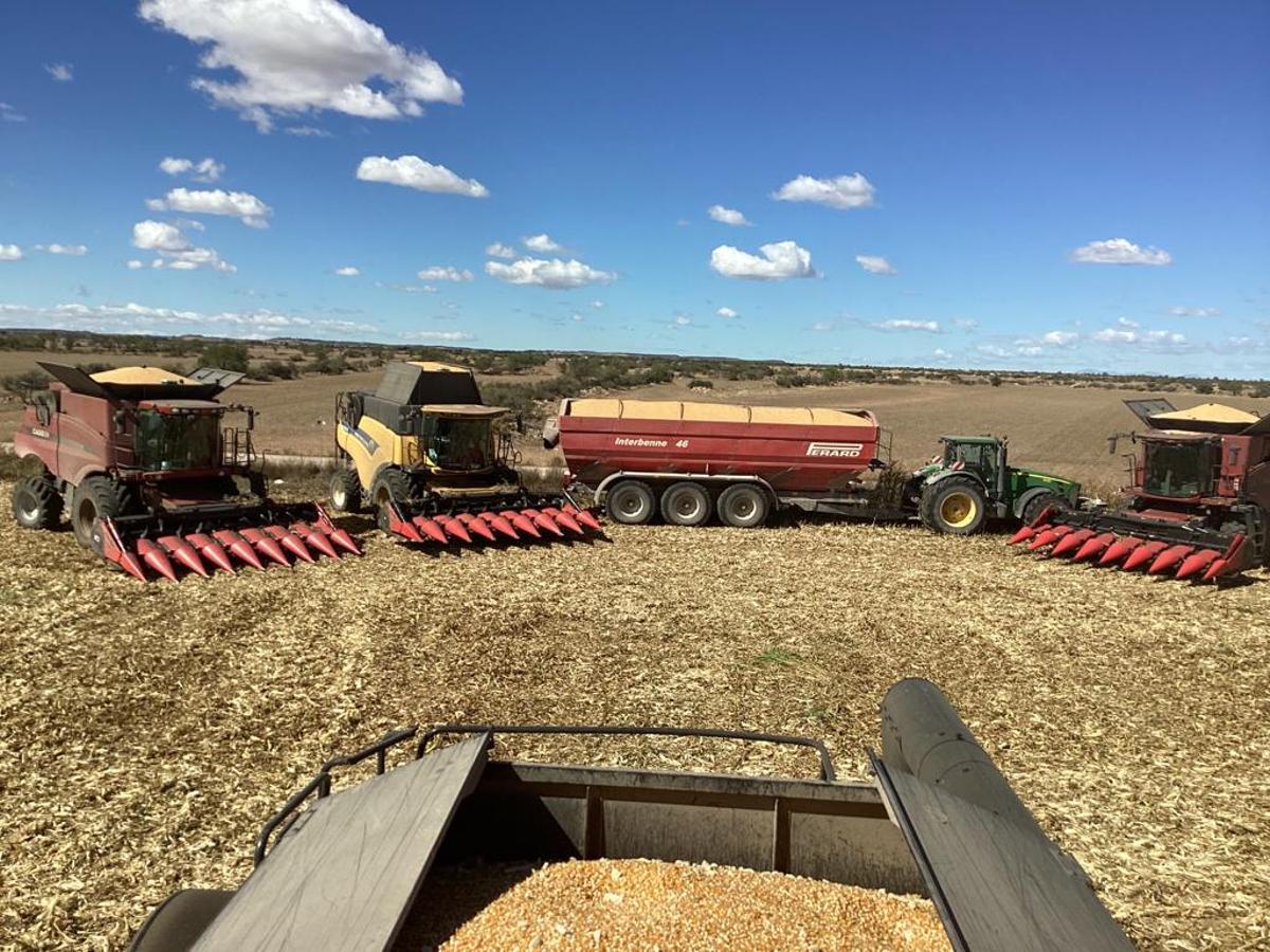 Quality Corn Grain combate la datura con la inteligencia artificial