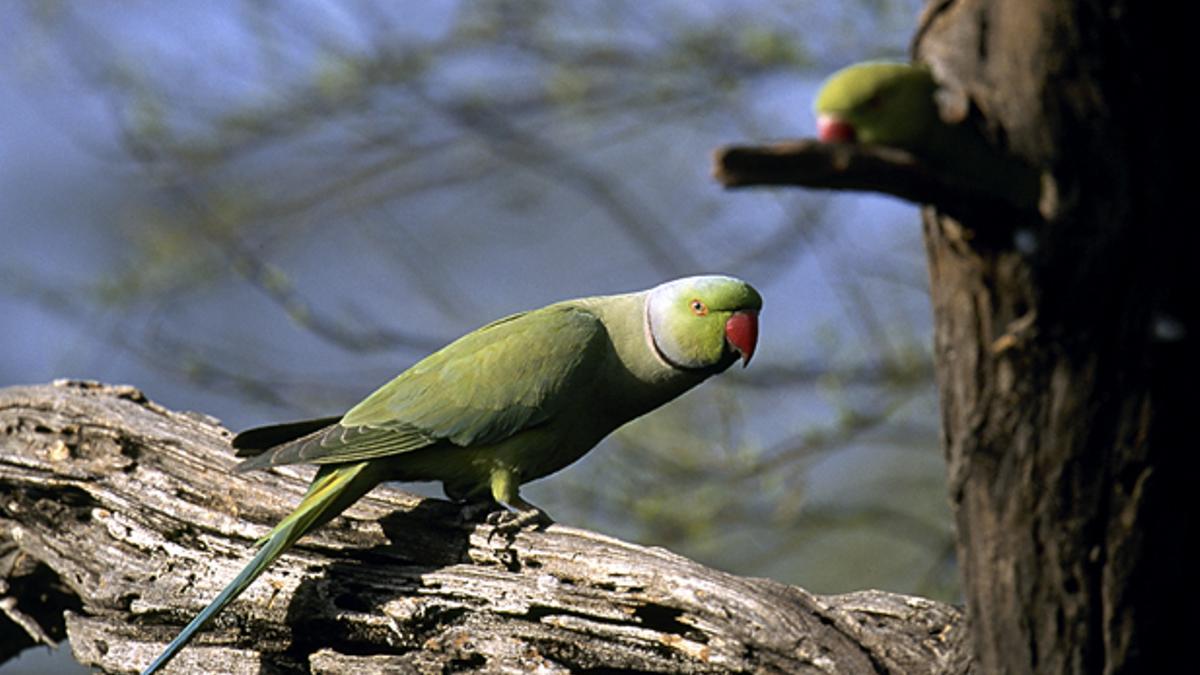 El Ayuntamiento de Mollet del Vallès quiere poner freno a la ...