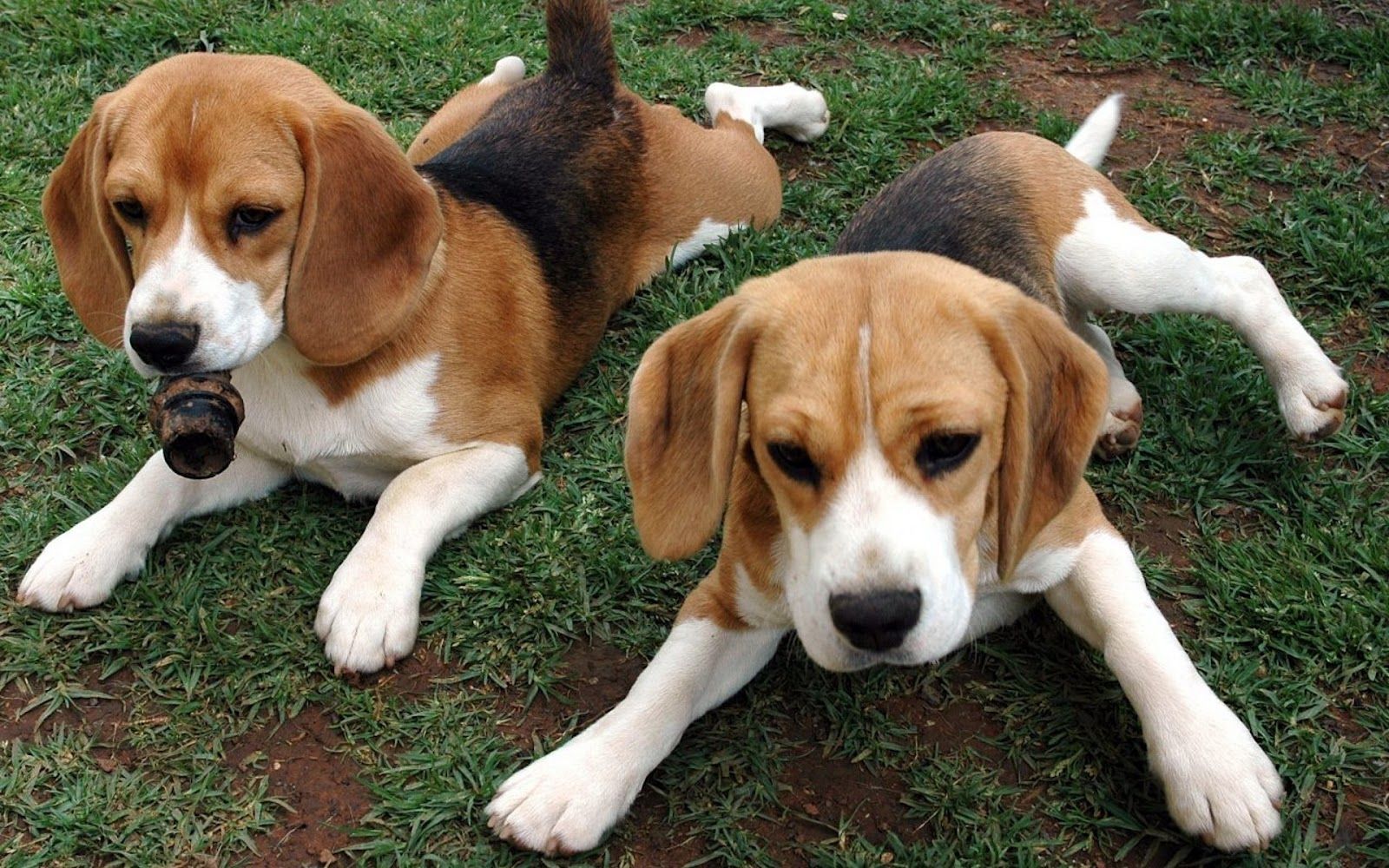 Los Beagles Tienen El Bolsillo De Henry