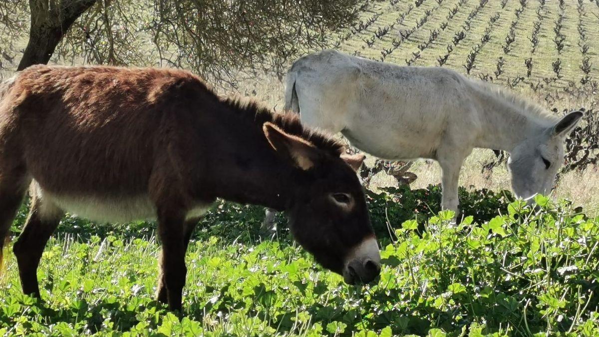 Los 'burros bomberos' de Doñana comienzan la campaña de prevención de ...