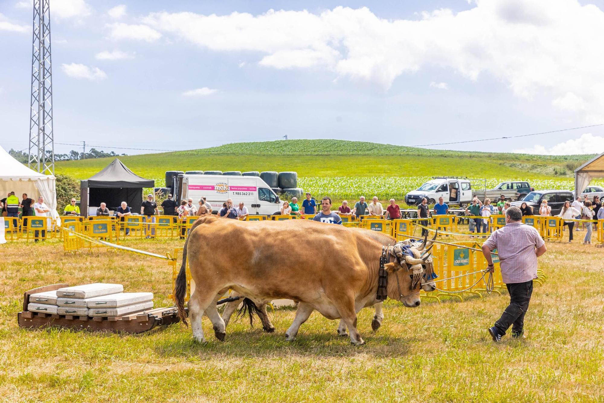 EN IMÁGENES: concurso de arrastre de bueyes en Manzaneda (Gozón)