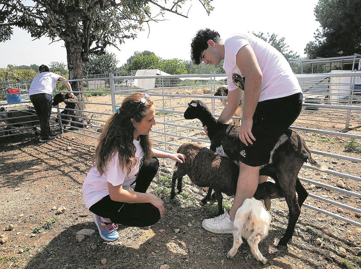 Una arca de Noè a València per als animals de la dana