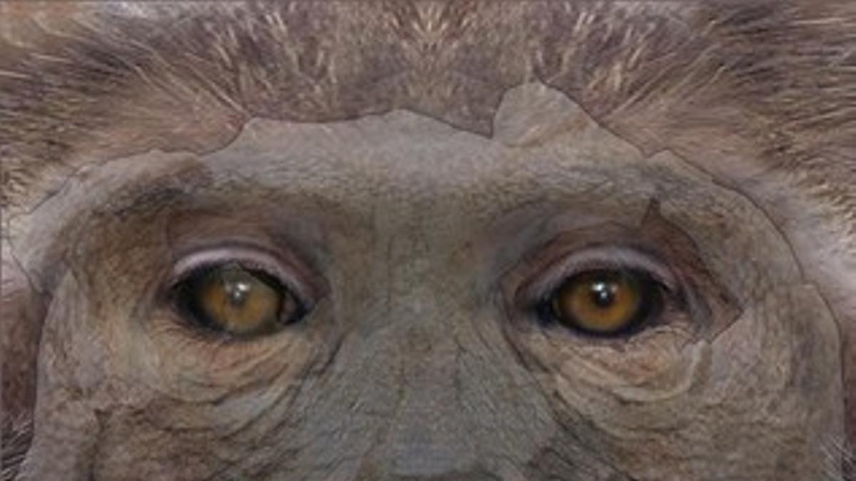 Los simios antropomorfos se irguieron a la vez en África y Europa