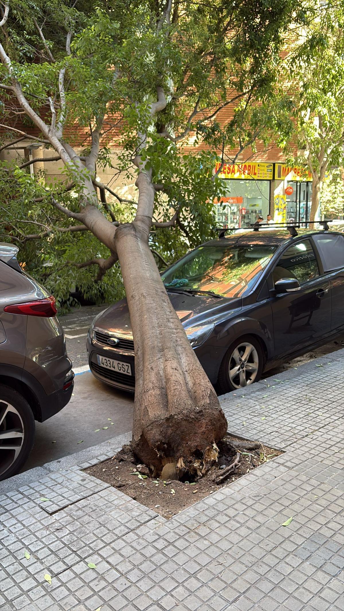 Arbre caigut al carrer Carrasco i Formiguera de Manresa