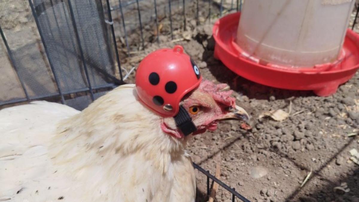 GALLINA CASCO ATAQUE| ¿Por qué las gallinas atacan a sus compañeras? No ...