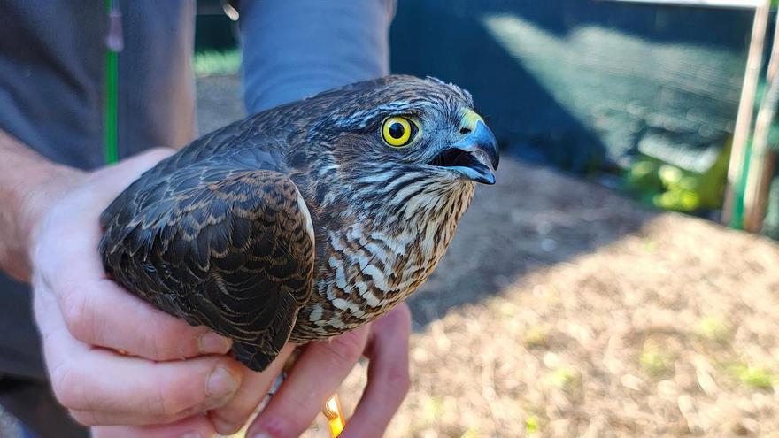 Rescatan a un Gavilán en Benavites