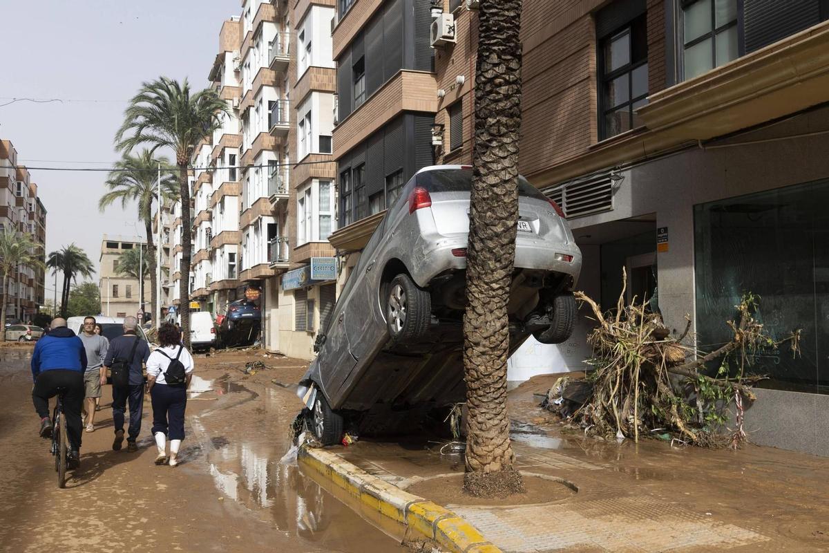 Reconstrucción: Paiporta repondrá más del 40% del arbolado y los ...