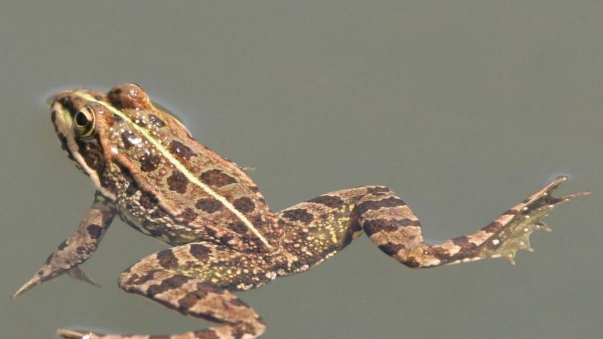 A salto de rana en las cocinas alistanas