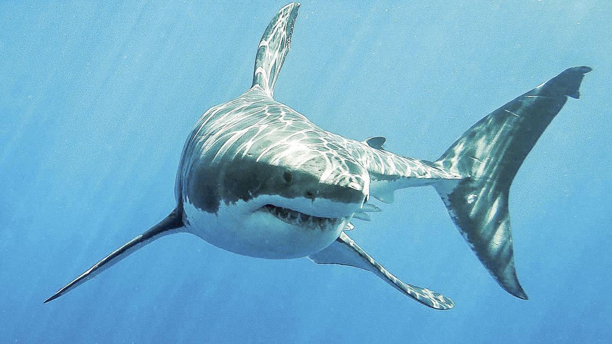 S’extingiran els taurons?
