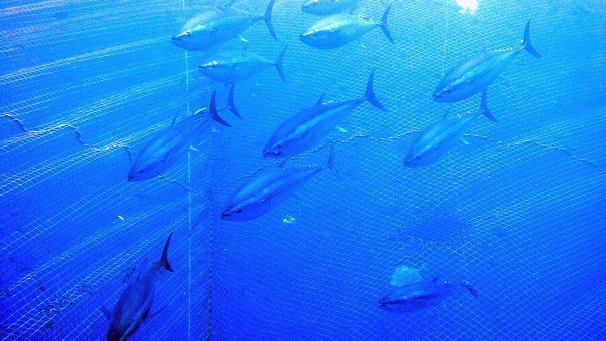 Atunes estudio del Oceanográfico | Los atunes jóvenes cambian su dieta ...