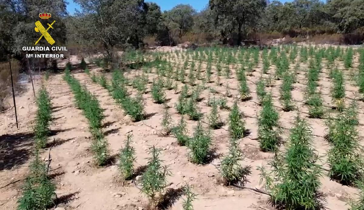 Detenido por cultivo de marihuana en Villaviciosa y usar veneno para proteger las plantas