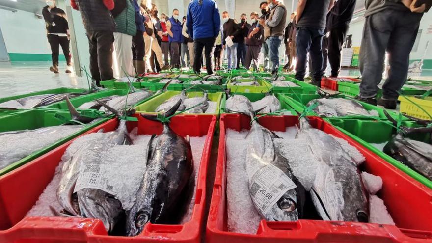 La cuota de merluza sur para España este año crece un 84% - La Opinión ...